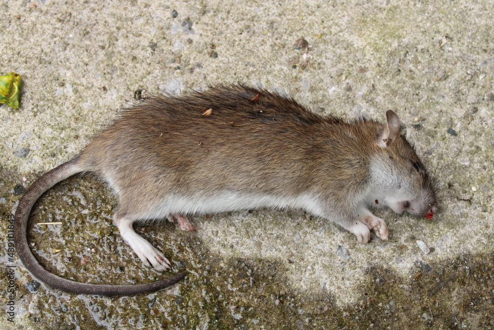 Dead Field mouse Latin name Apodemus sylvaticus. Vermin control concept ...