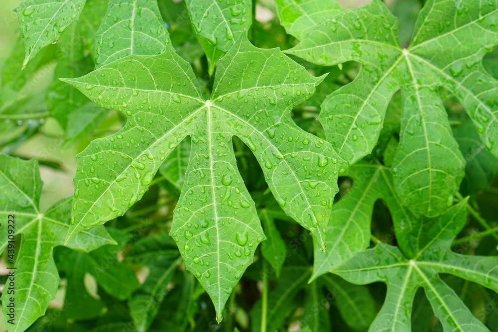 Cnidoscolus chayamansa McVaugh in the garden ภาพถ่ายสต็อก | Adobe Stock