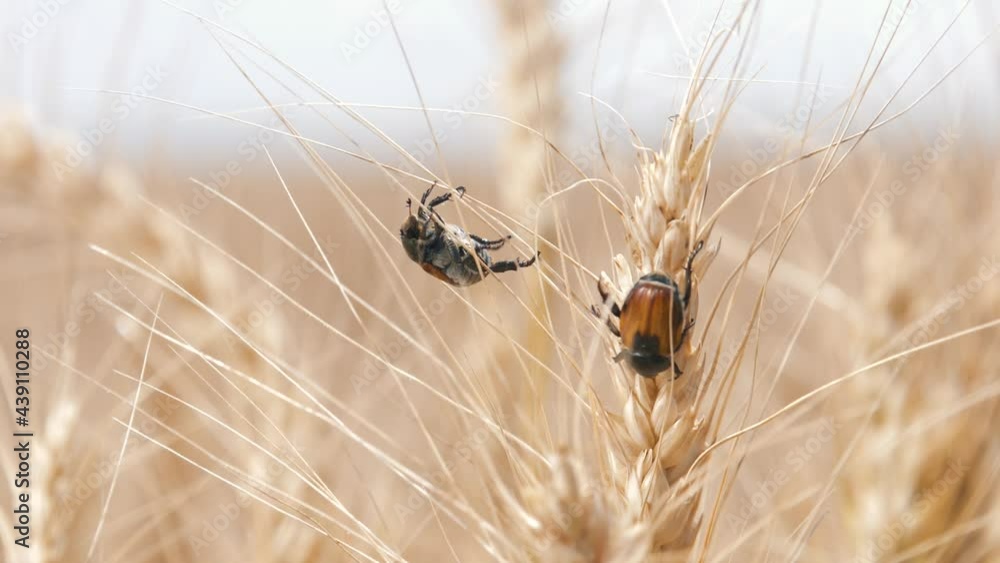 cereal crops field field. Agriculture. Harmful beetles spoil the wheat ...