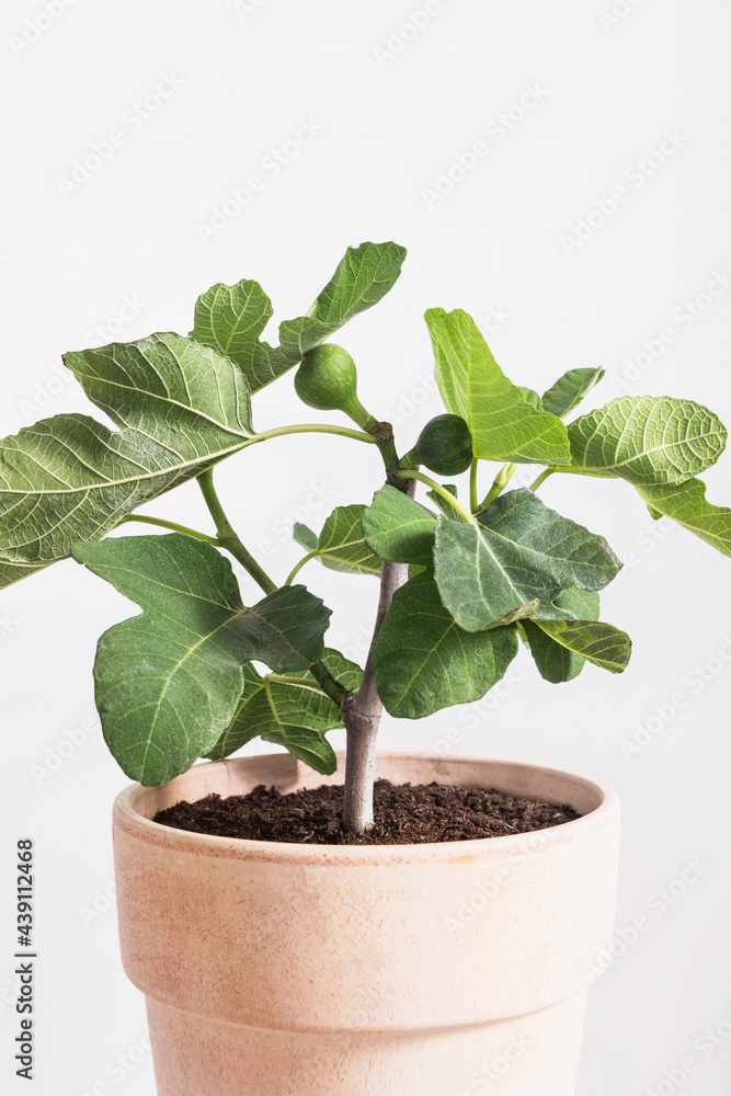 Ficus carica tree with fig fruit growing on branch in clay pot foto de ...
