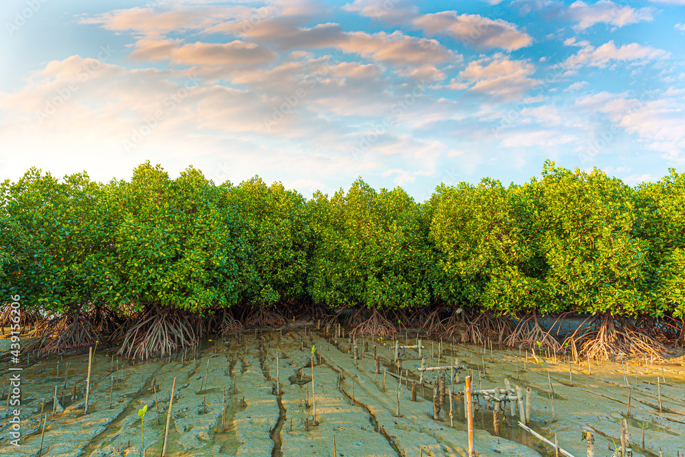 Mangrove forest and beautiful sky,Mangrove forest topical rainforest ...
