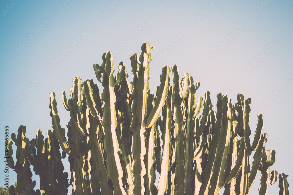 Euphorbia candelabrum tree aka candelabra tree Stock Photo | Adobe Stock