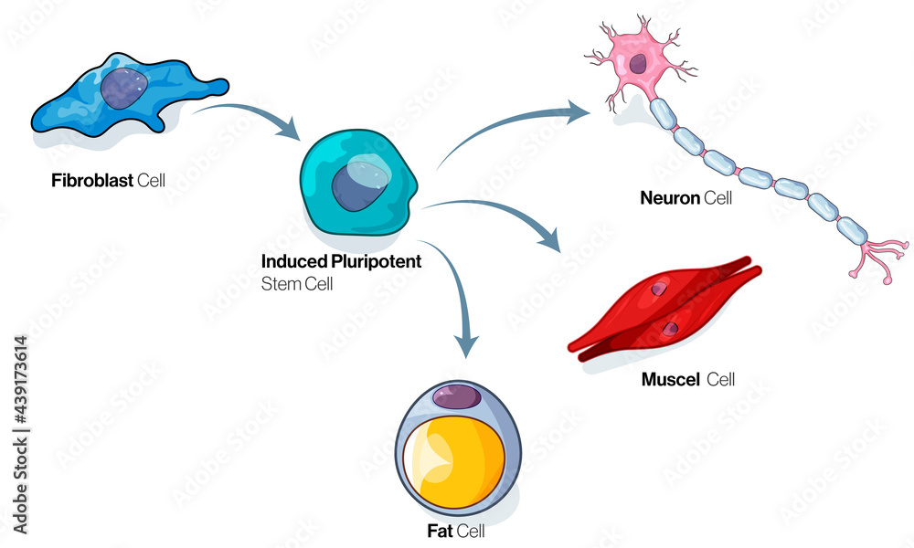 Cell Differentiation Diagram