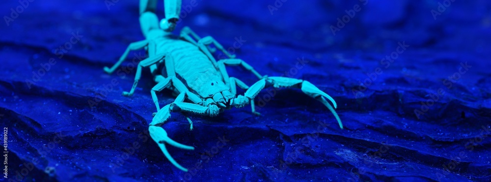 Bright blue scorpion Centruroides gracilis glowing under UV light ...