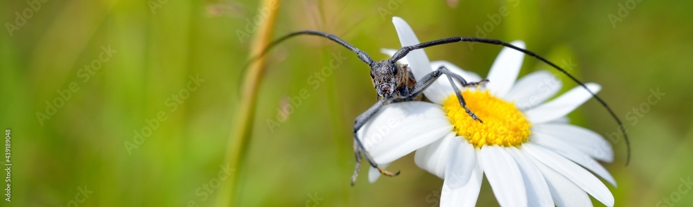 Cute black bug with long antennae sitting on a blooming white daisy on ...