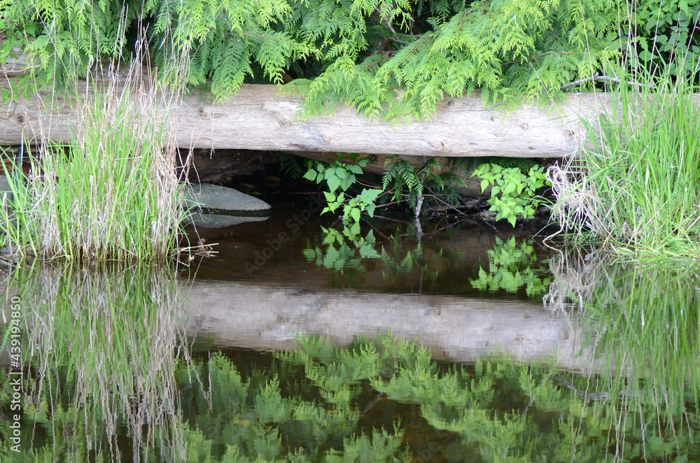 Reflection of spring - fresh spring growth reflects in a pool of water ...