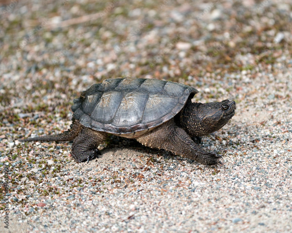 Snapping Turtle Photo Stock. Close-up profile view walking on gravel in ...