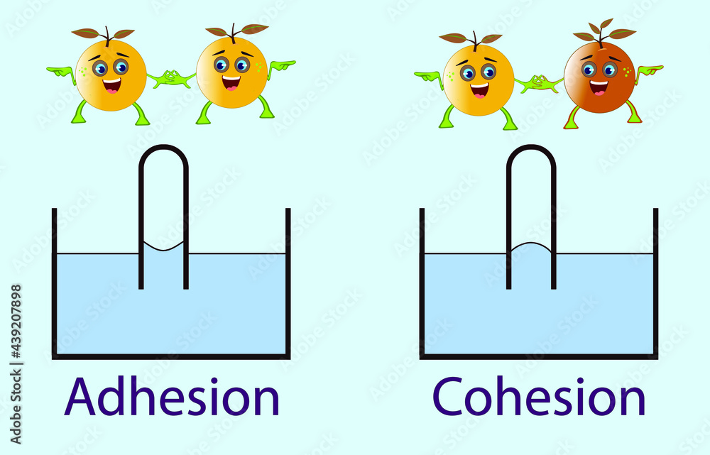 adhesion, cohesion for physics lesson Stock Vector | Adobe Stock