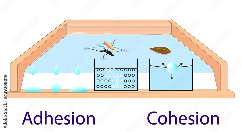 adhesion, cohesion for physics lesson Stock Vector | Adobe Stock