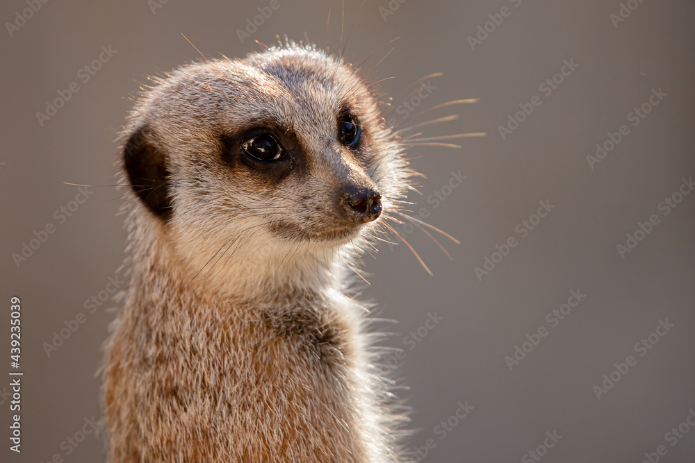 Meerkat Face