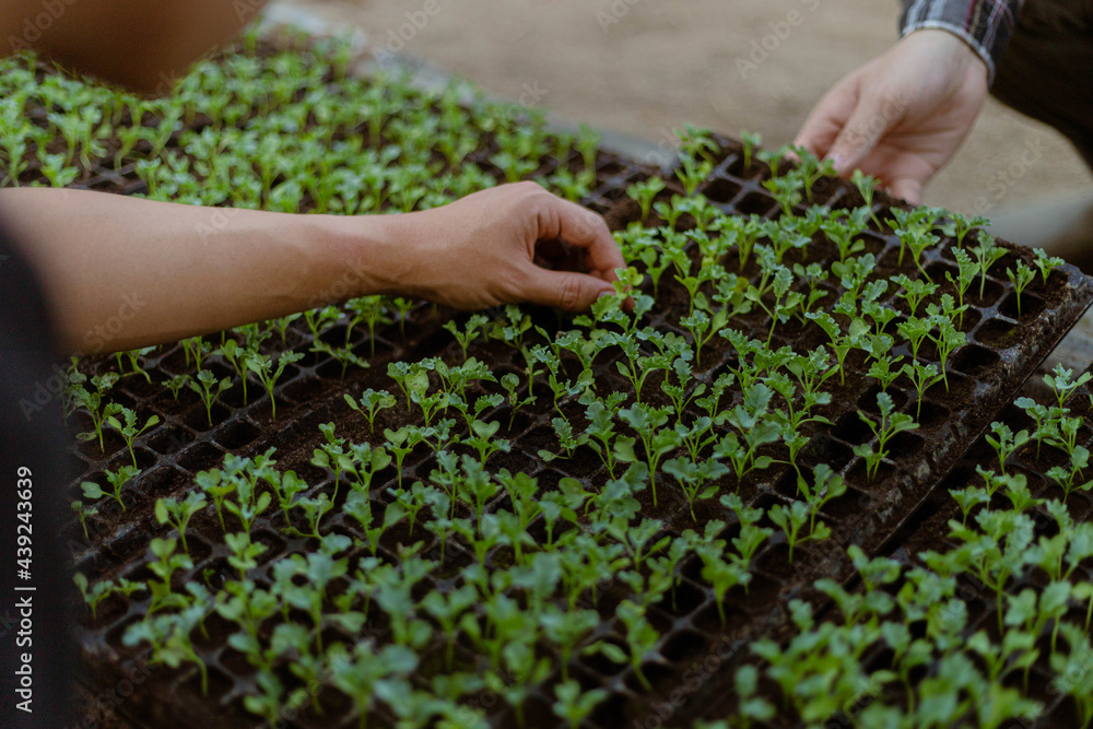 Gardening concept a farmer culling the green seedlings before removing ...