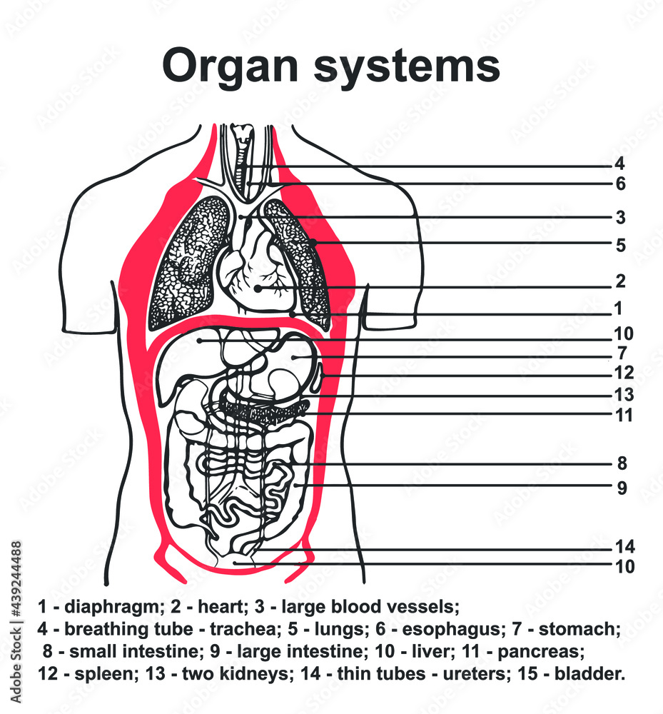 Human body organ systems detailed chart for anatomy presentation ...