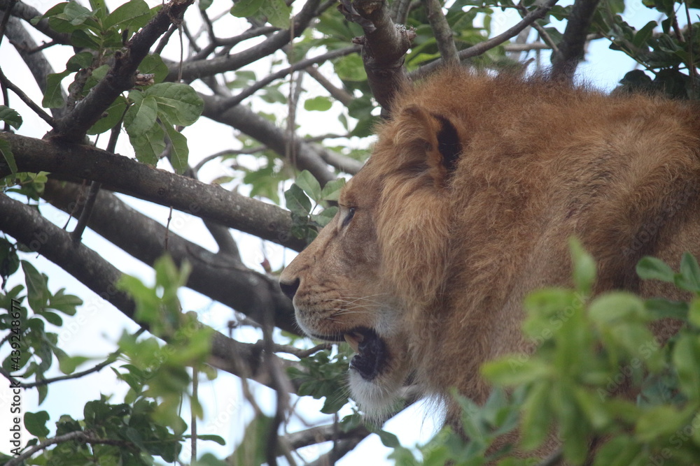 lion sitting in a tree in taronga zoo Stock Photo | Adobe Stock