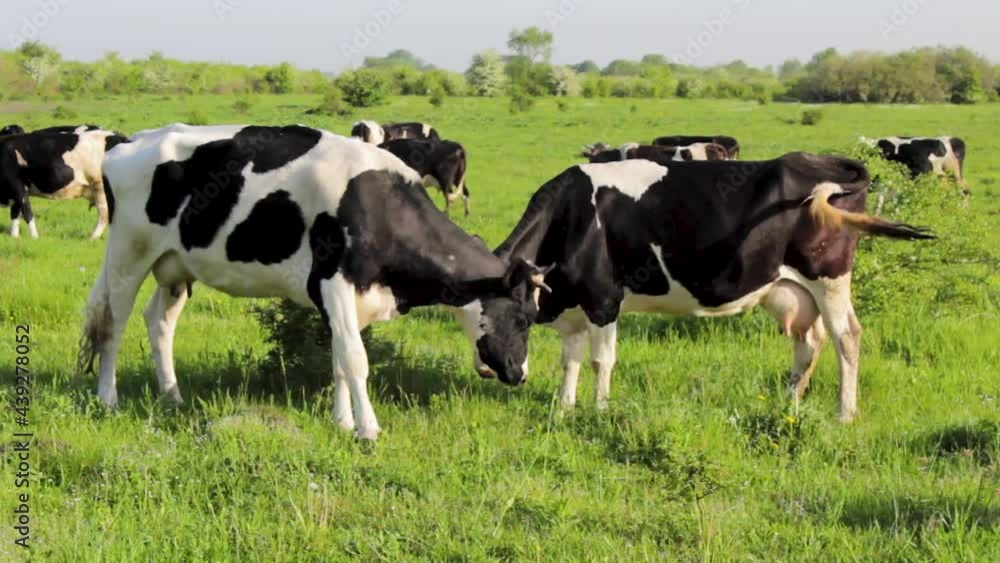 cows fight with their horns,fighting cows on pasture on the farm ...