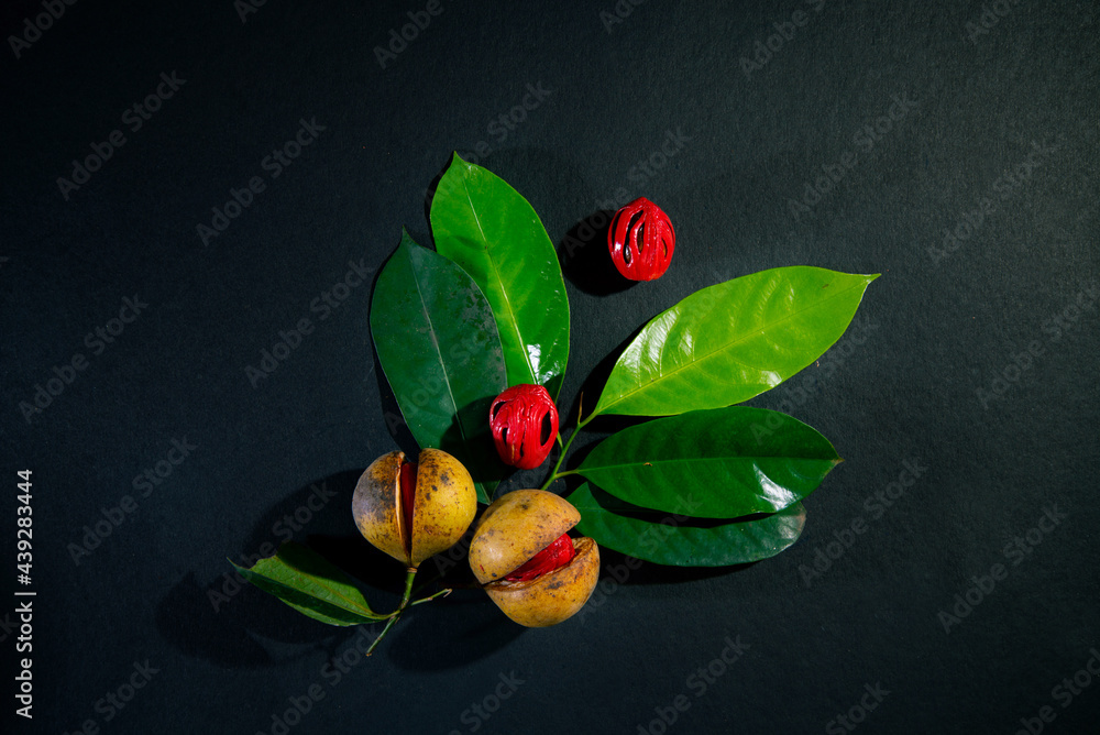 Nutmeg fruits and seeds with green leaf in dark background, Nutmeg ...