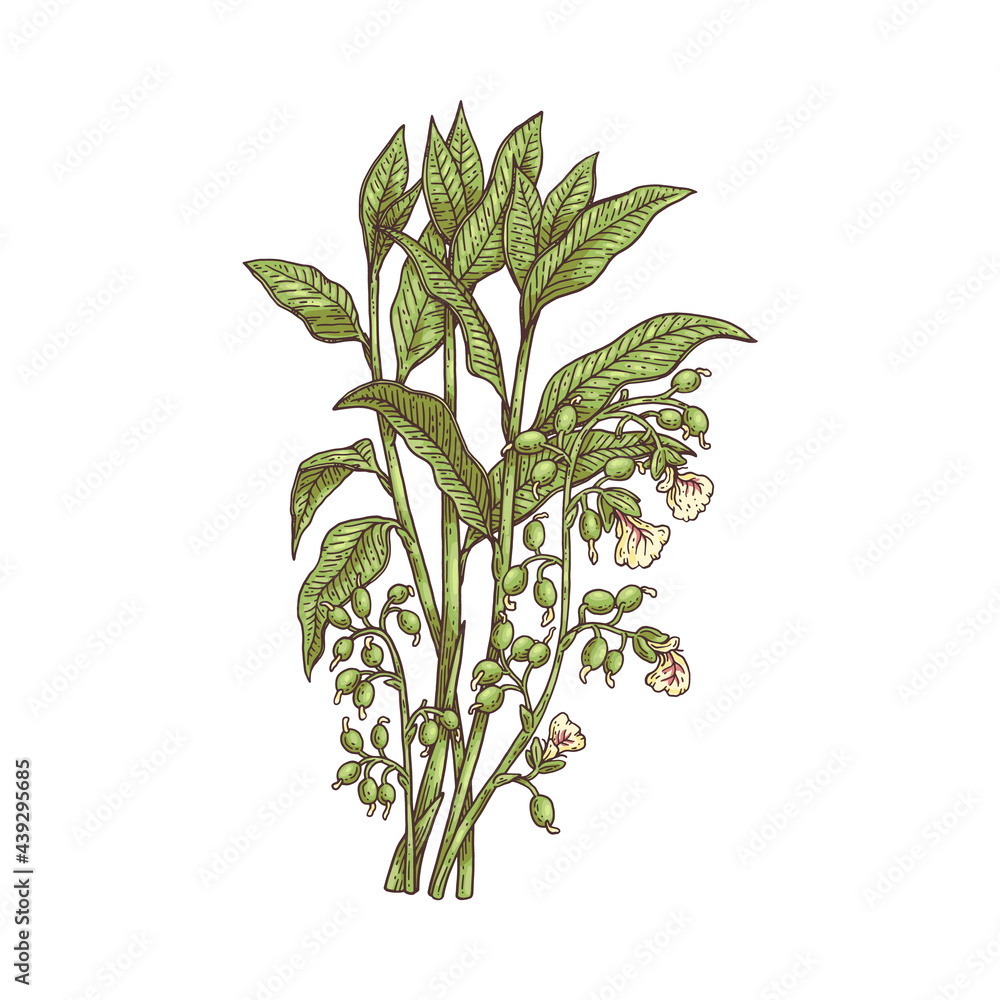 Blooming cardamom plant with flowers engraving vector illustration ...