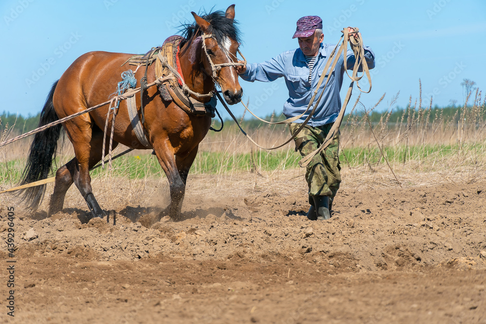 Man farmer with a horse harrowing a field on a sunny day. Concept of ...
