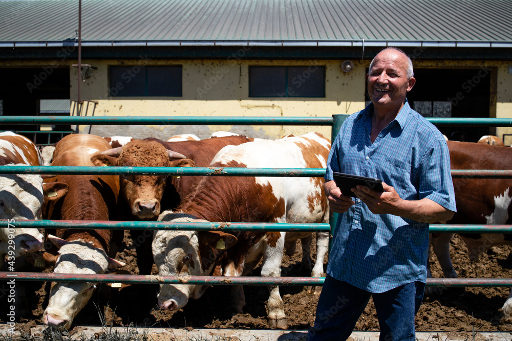 Farmer with group of strong muscular bulls domestic animals for meat ...