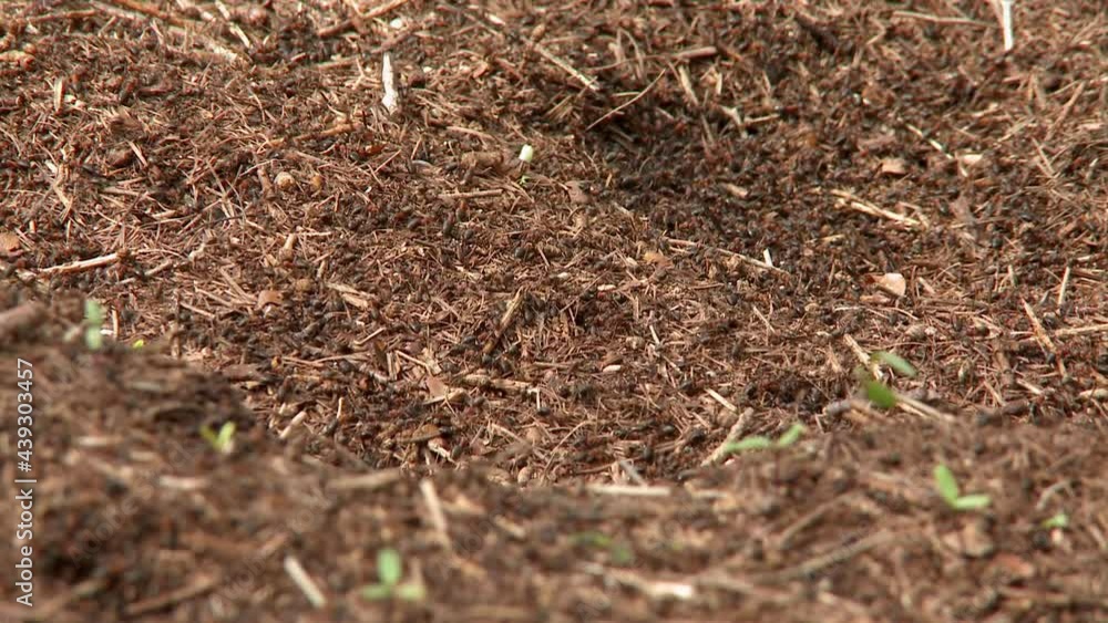 wood ants, Formica rufa waking up during spring Stock Video | Adobe Stock
