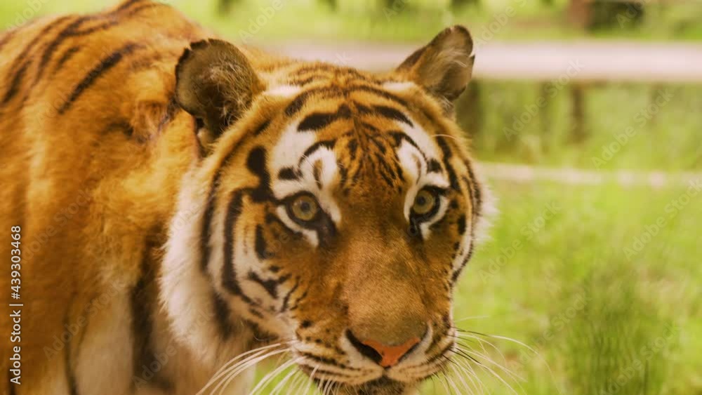 Vidéo Stock Hungry tiger female endangered tigers looking at prey ...