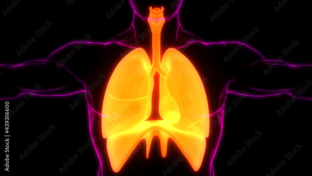 Human Respiratory System Lungs with Diaphragm Anatomy Stock ...
