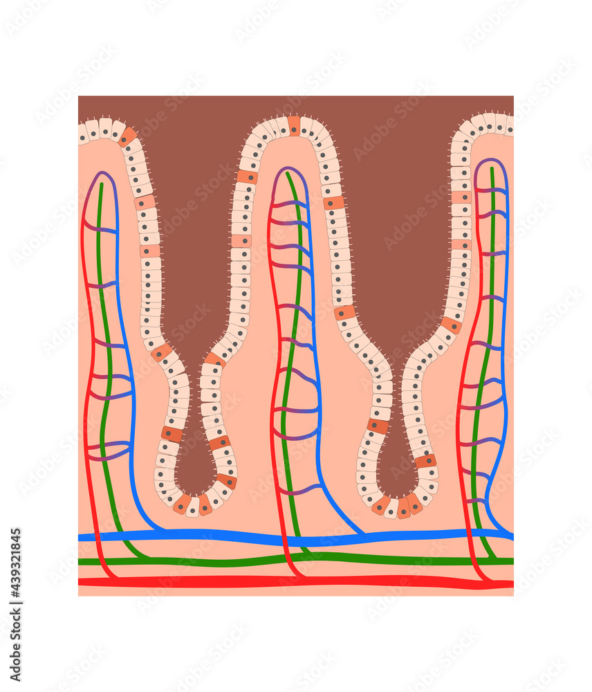 Intestinal villi anatomy, epithelial cells with microvilli and ...