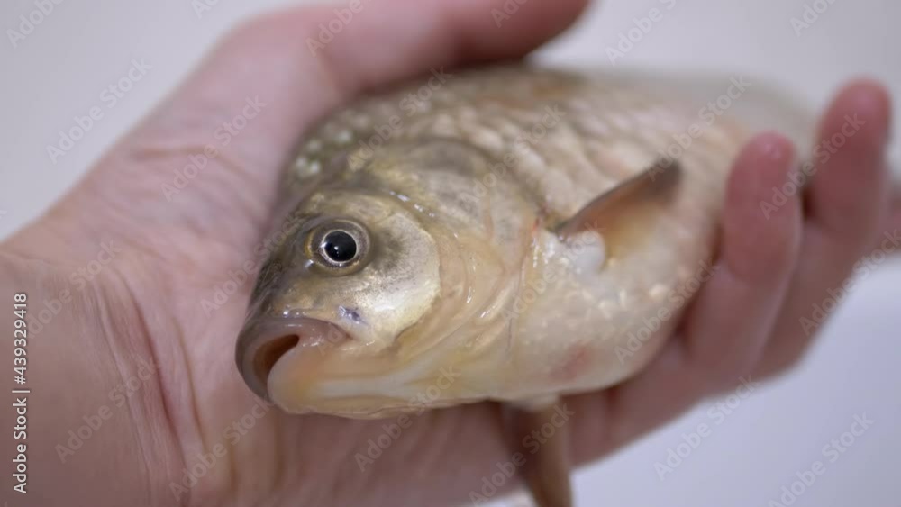 Fisherman Hands are Holding a Large Live River Crucian Carp. Fresh fish ...