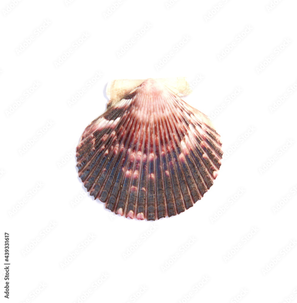 Pecten jacobaeus, the Mediterranean scallop, is a species of scallop ...
