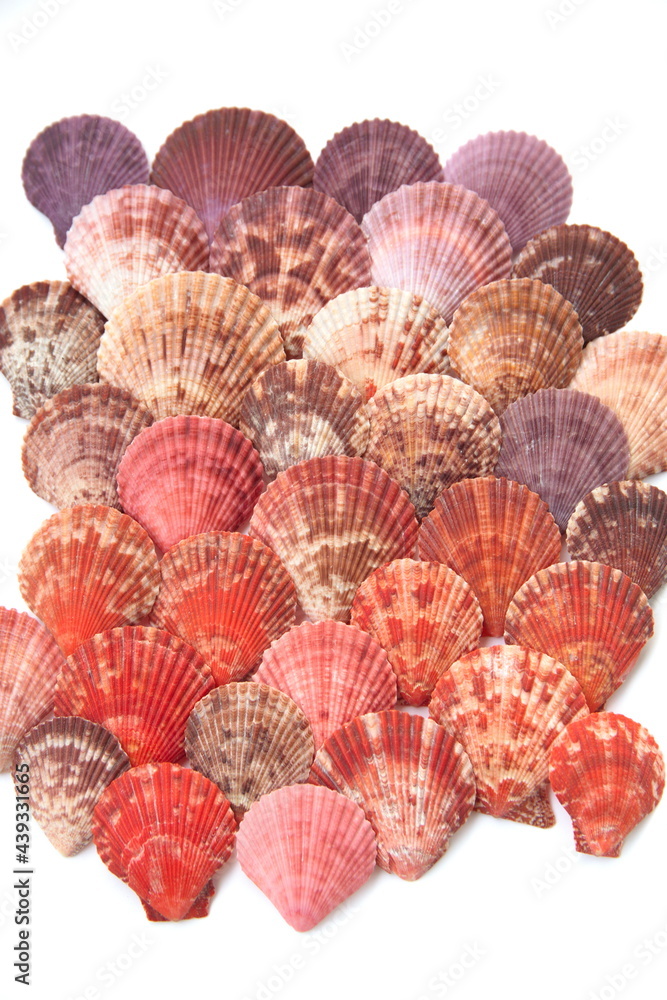 Pecten jacobaeus, the Mediterranean scallop, is a species of scallop ...