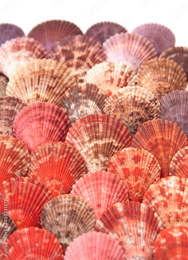 Pecten jacobaeus, the Mediterranean scallop, is a species of scallop ...