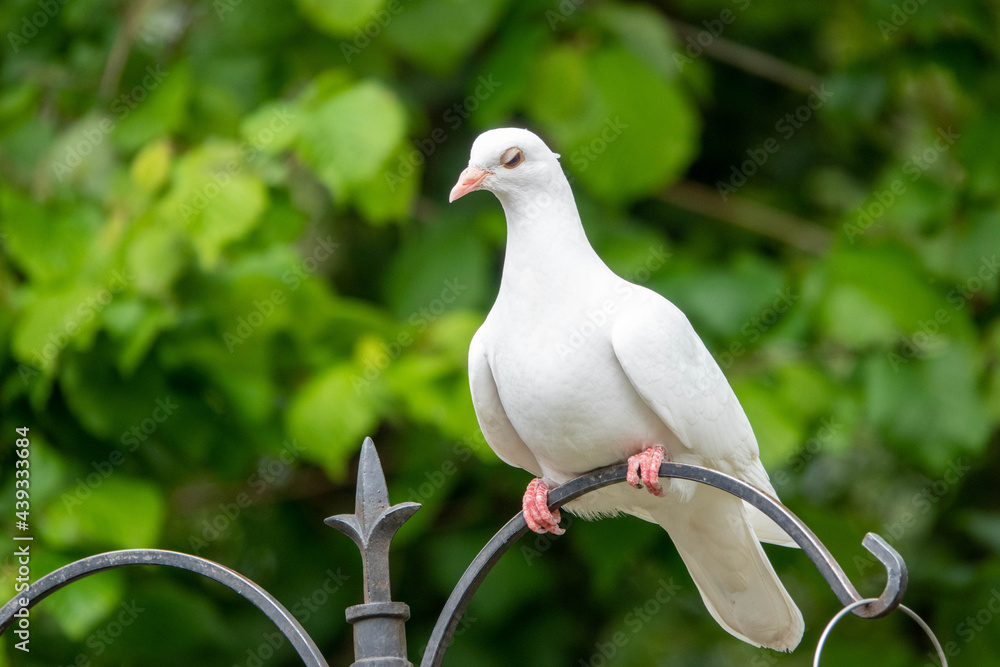 Foto de a release dove also called a white pigeon is a domestic rock ...