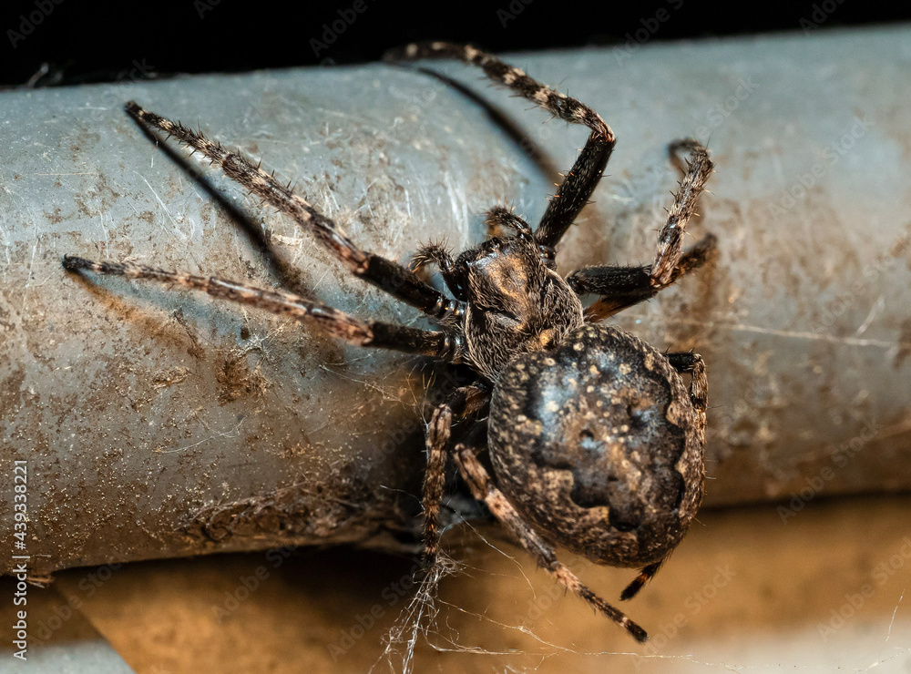 wolf spider on a web Stock Photo | Adobe Stock