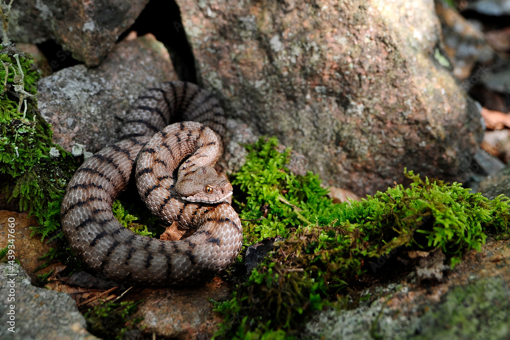 Aspisviper (Vipera aspis aspis) - Schwarzwald // Asp viper (Vipera ...