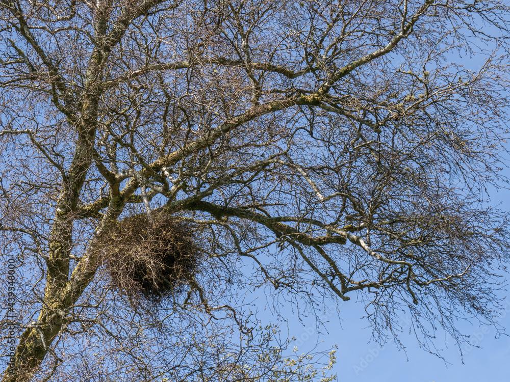 Witches' broom, a tree deformity caused by a fungus or other stresser ...
