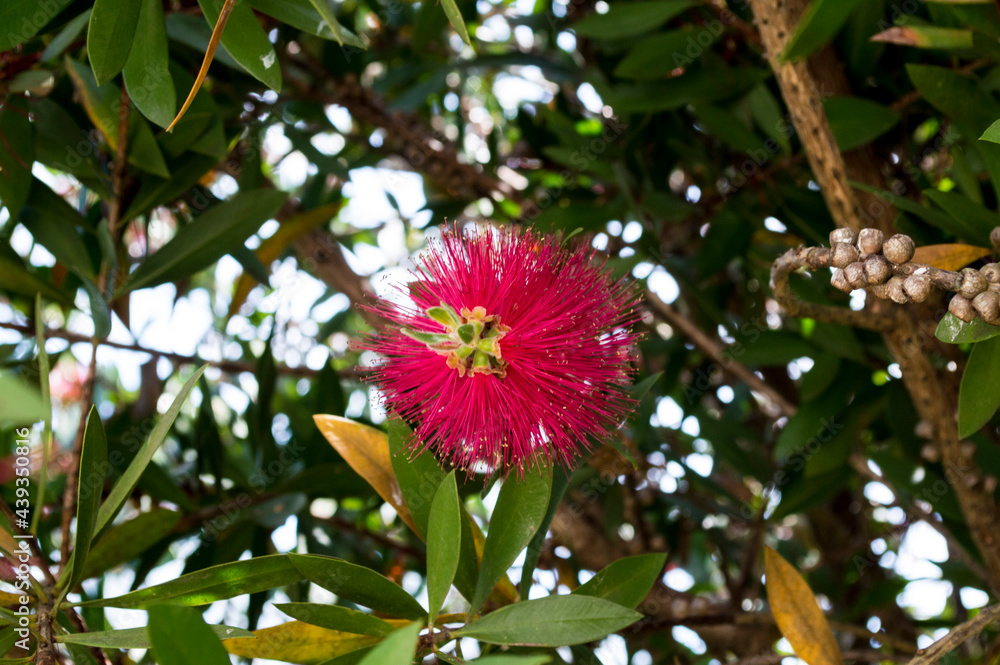 Foto de Callistemon citrinus, también conocido con el nombre común de ...