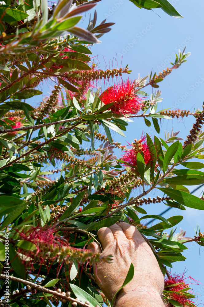 Callistemon citrinus, también conocido con el nombre común de Árbol del ...