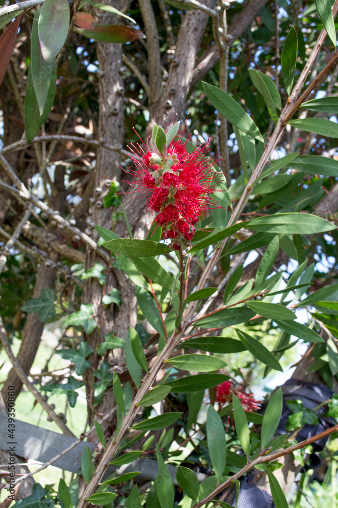 Callistemon citrinus, también conocido con el nombre común de Árbol del ...