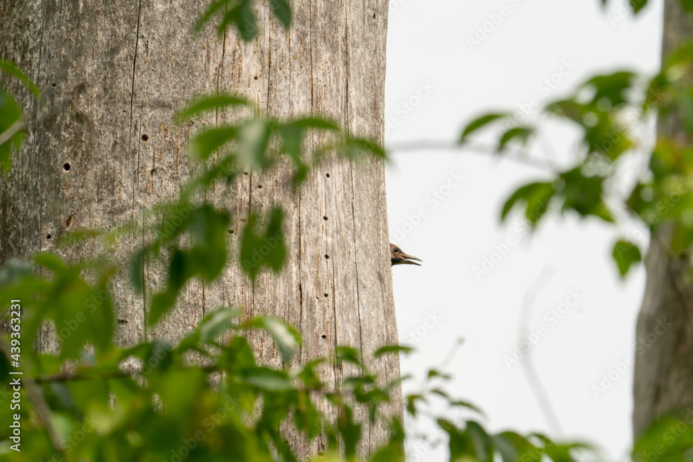 An old decaying deciduous tree at the edge of a forest is seen stripped ...