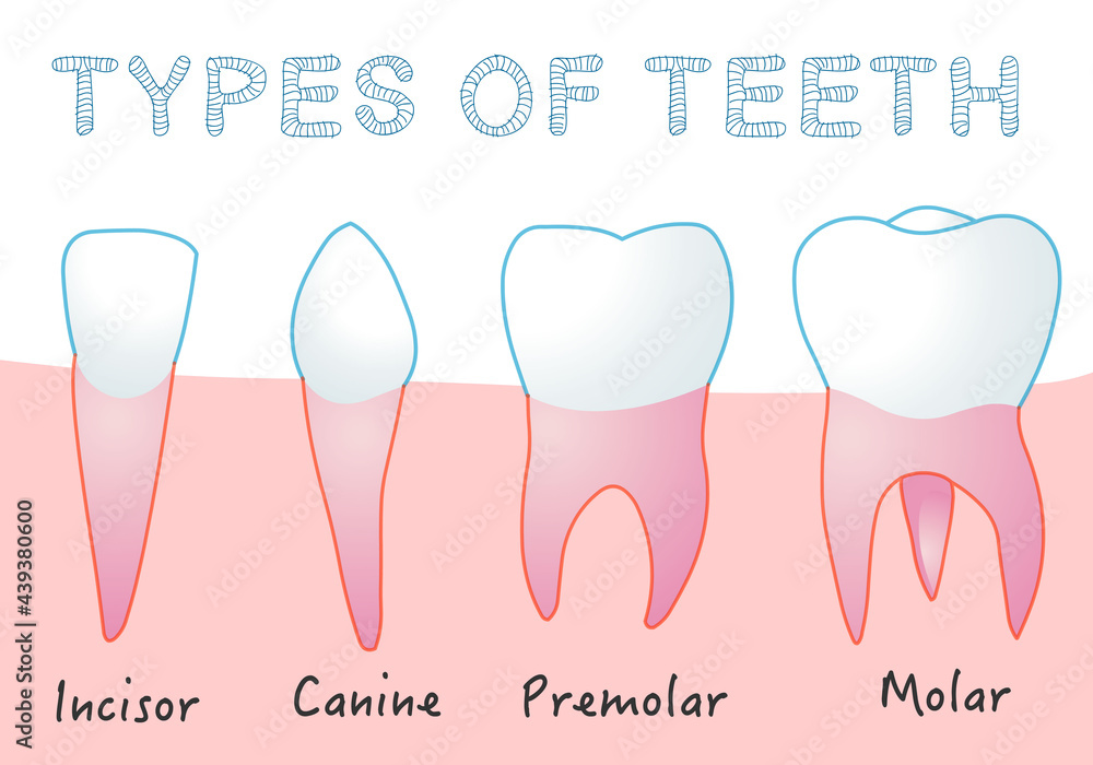 Fototapeta Types of teeth. Four types of human tooth. Incisor, Canine ...