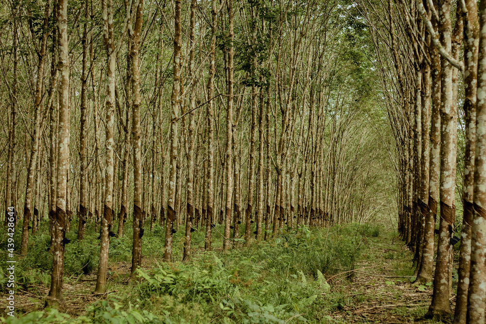 Para Rubber Tree Plantation at Nusantara Batulicin in Central Borneo ...