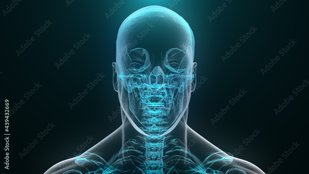 Translucent 3d render skull and humerus on digital surface. Full ...