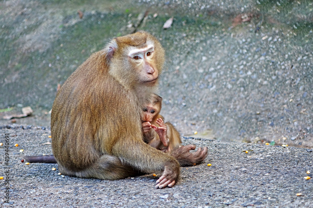 Mother and child of Southern pig-tailed macaque (Macaca nemestrina) in ...