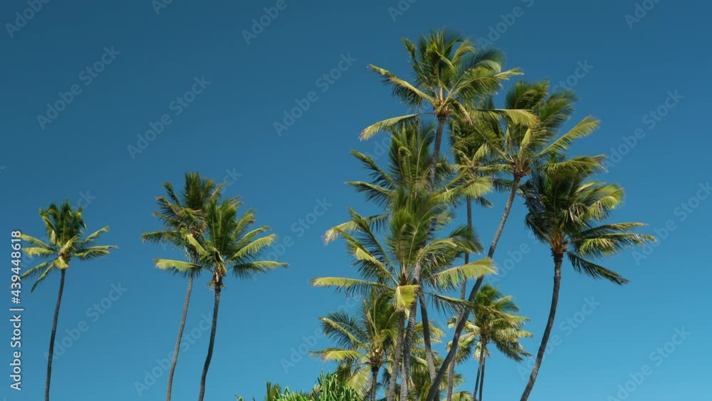The coconut tree (Cocos nucifera) is a member of the palm tree family ...