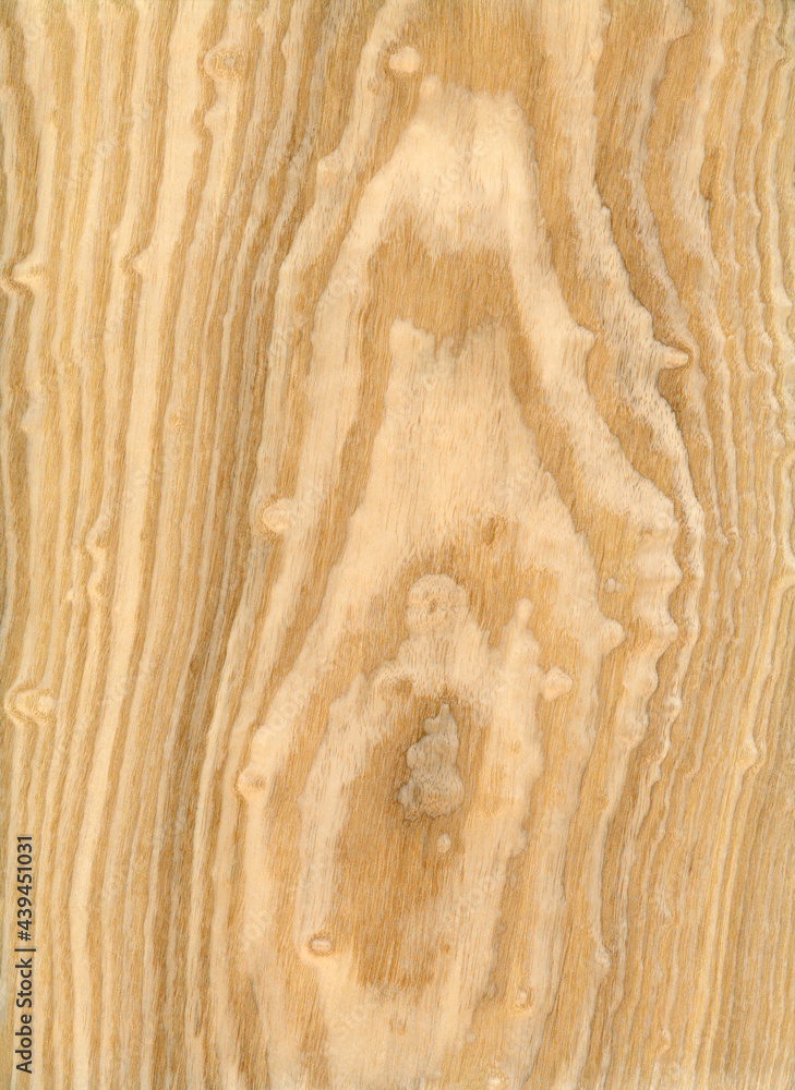 Macro photo of wood cross section Wood grain texture background Stock ...