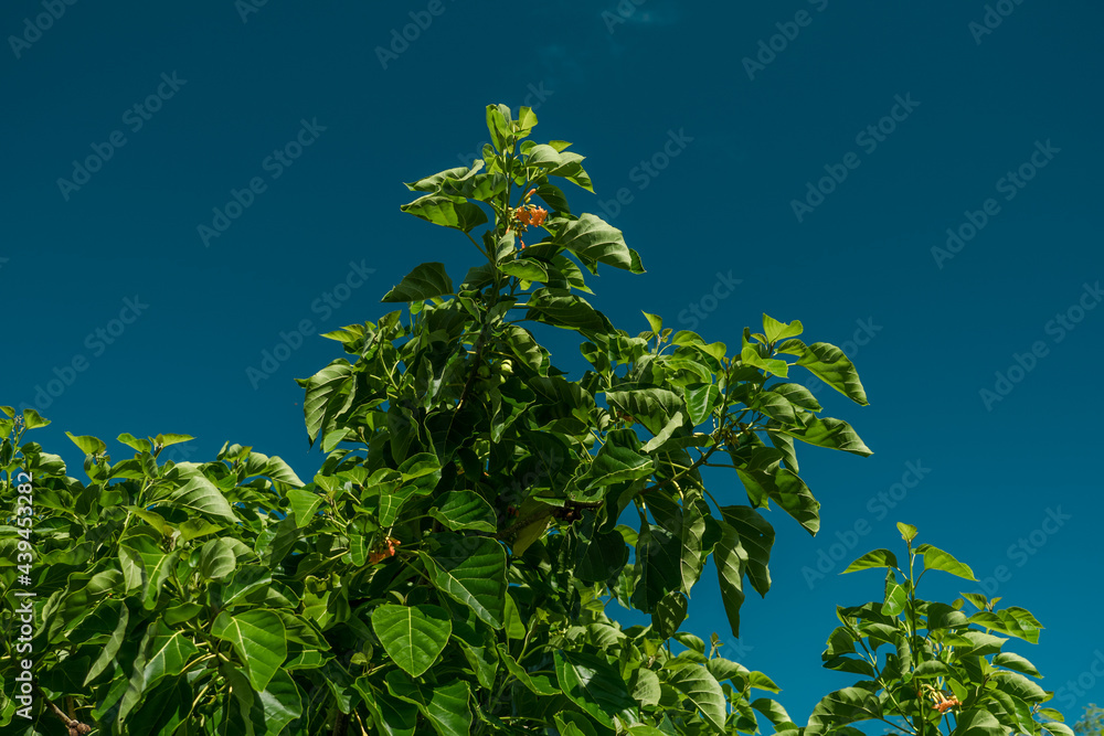 Cordia subcordata is a species of flowering tree in the borage family ...