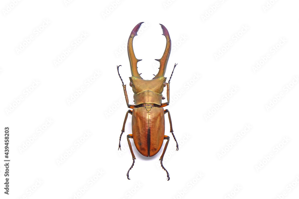 Stag beetle (Cyclommatus metallifer) is a genus of the Lucanidae family ...
