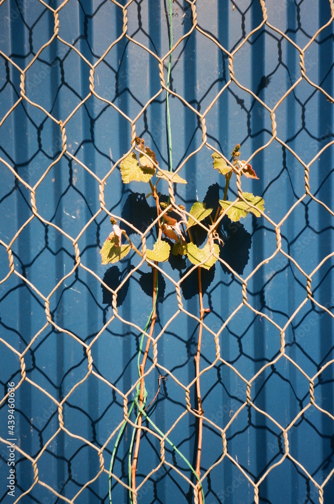 Plant and grid Stock Photo | Adobe Stock