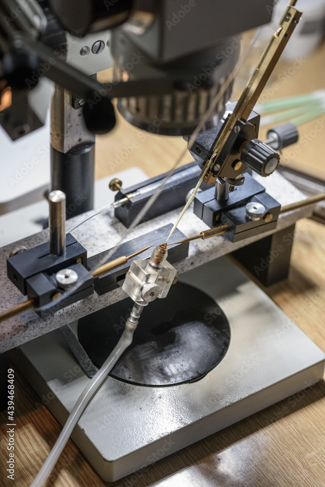 Queen bee on microscope during process of insemination Stock Photo ...
