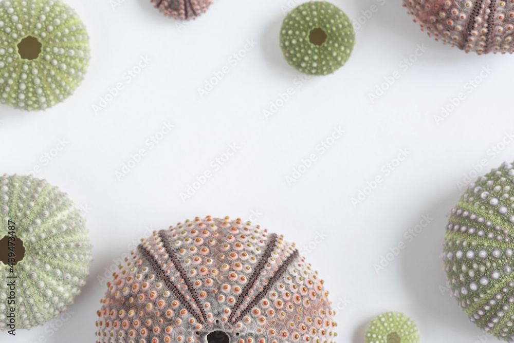 Multi-colored shells of sea urchins folded into a frame. Mock-up scene ...