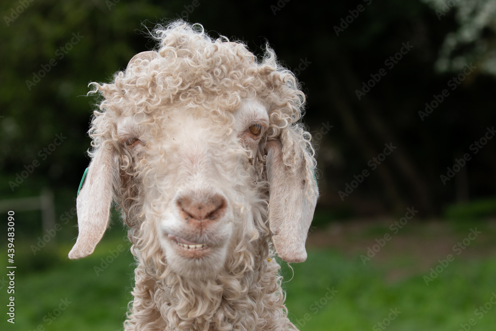 Ugly Goat